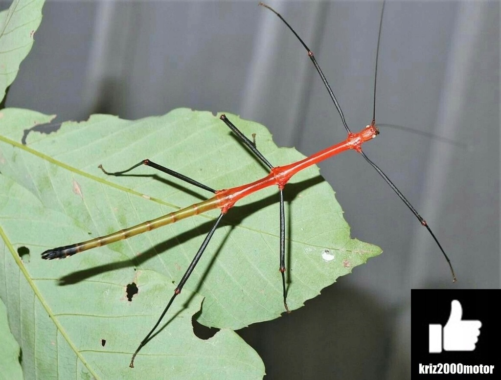 Straszyk Patyczak - Lonchodiodes Sp. Ilocos - 12829447449 - oficjalne ...