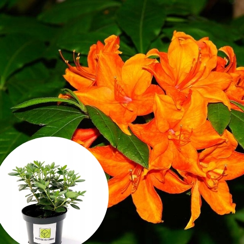 Azalia Japońska Orange Beauty - pomarańczowa minia - 11053198039 ...