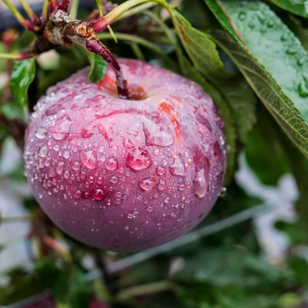 Jabłoń Spartan OBFICIE OWOCUJĄCA - 12741477249 - oficjalne archiwum Allegro