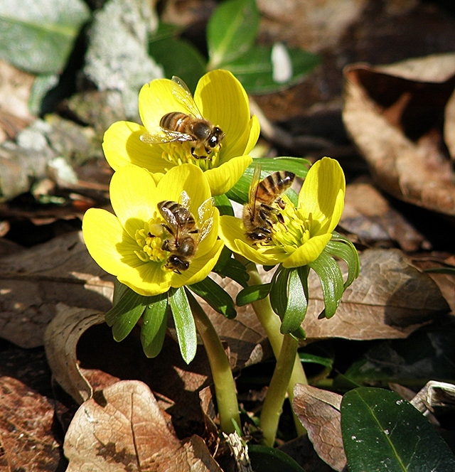 rannik zimowy sadzonka w doniczce P7 - 12066501412 - oficjalne archiwum ...