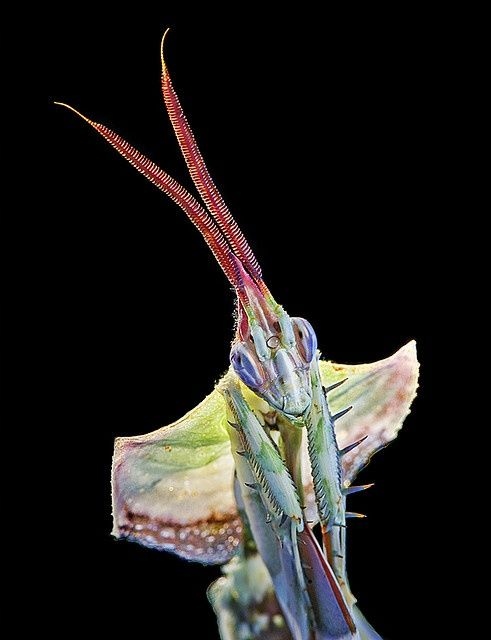 Idolomantis diabolica Modliszka Diabelska GRUPA - 11807885685 ...