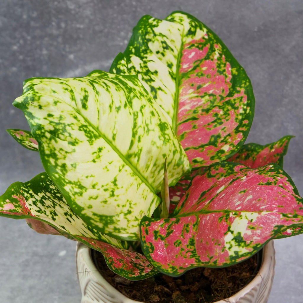 Aglaonema 'Anyamanee Tricolor' JAZZY RED LIMITED unikatowa Rozmiar M ...