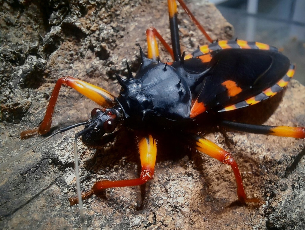 Psytalla horrida pluskwiak 10 Sztuk pluskwiaki - 14976193657 ...