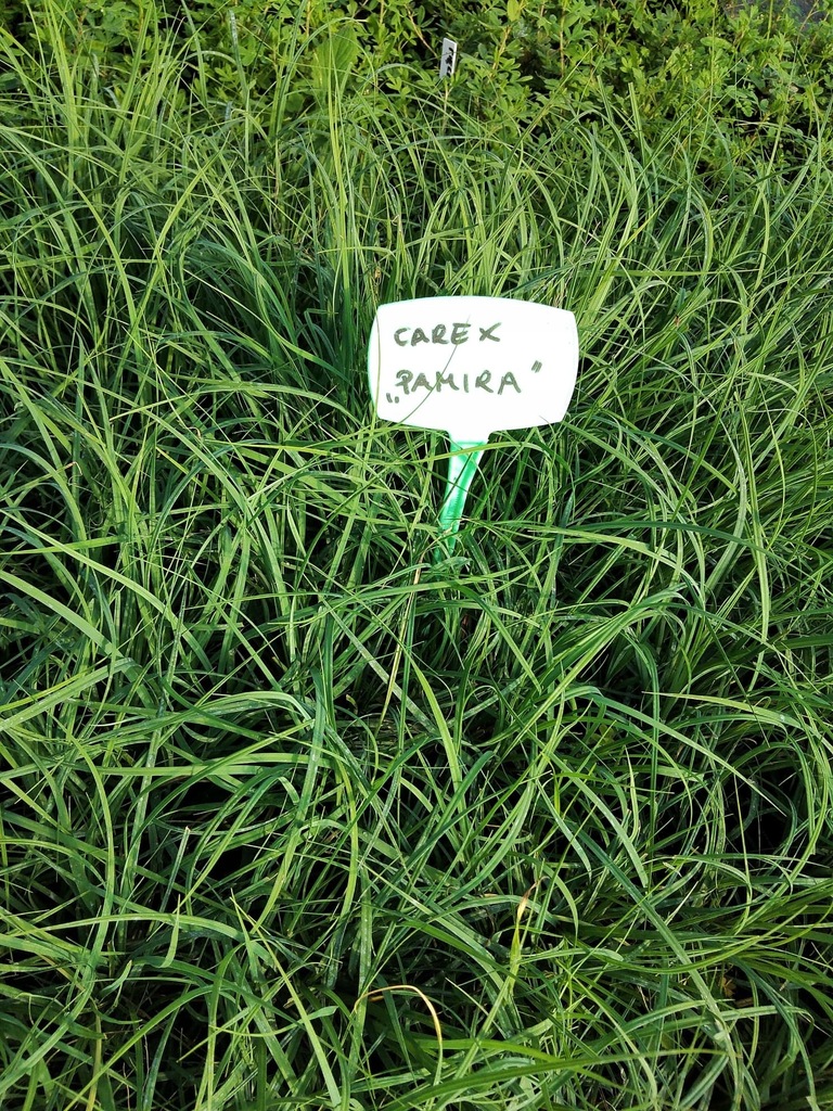 Купить Pamira Carex голубая вечнозеленая осока! Трава: отзывы, фото и ...