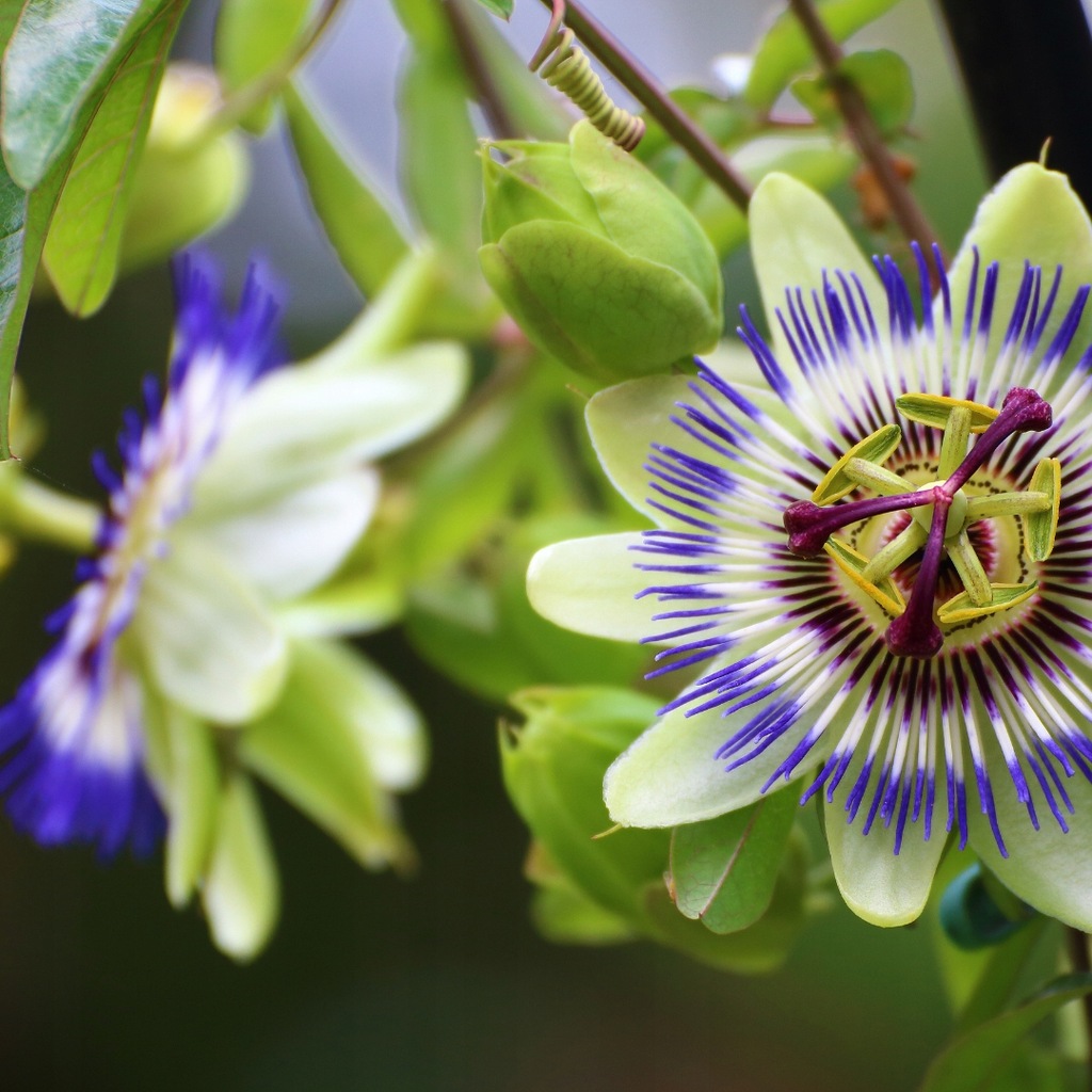 Passiflora edulis 'Frederick' męczennica, NA TARAS - 13775223233 ...