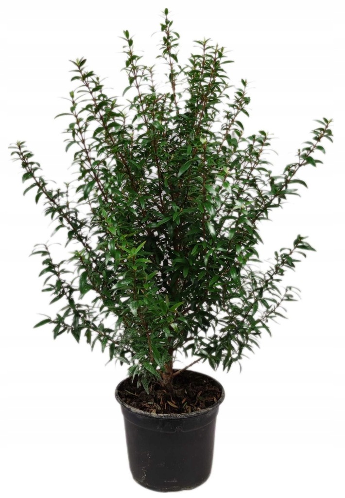 Mirt MIRT ZWYCZAJNY 30-40 cm - 13475660038 - oficjalne archiwum Allegro