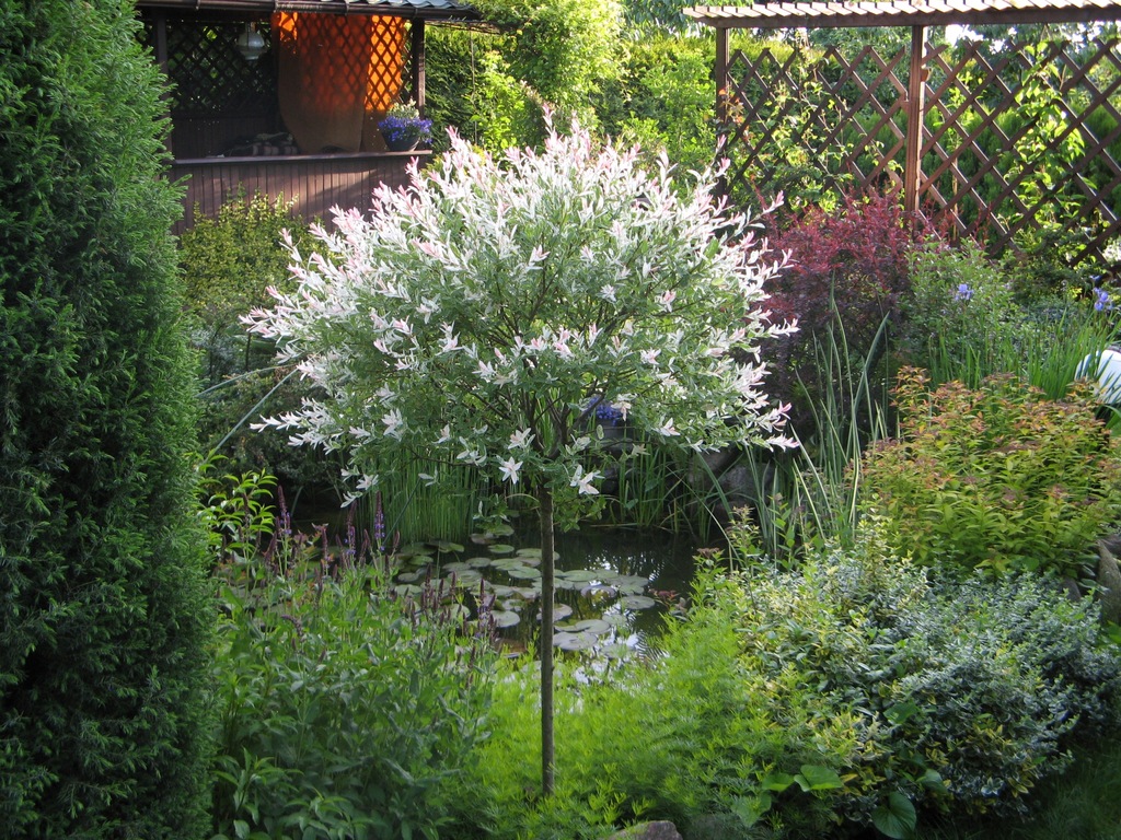 Wierzba Hakuro Pienna - kolorowe listki !!! - 12758977171 - oficjalne ...