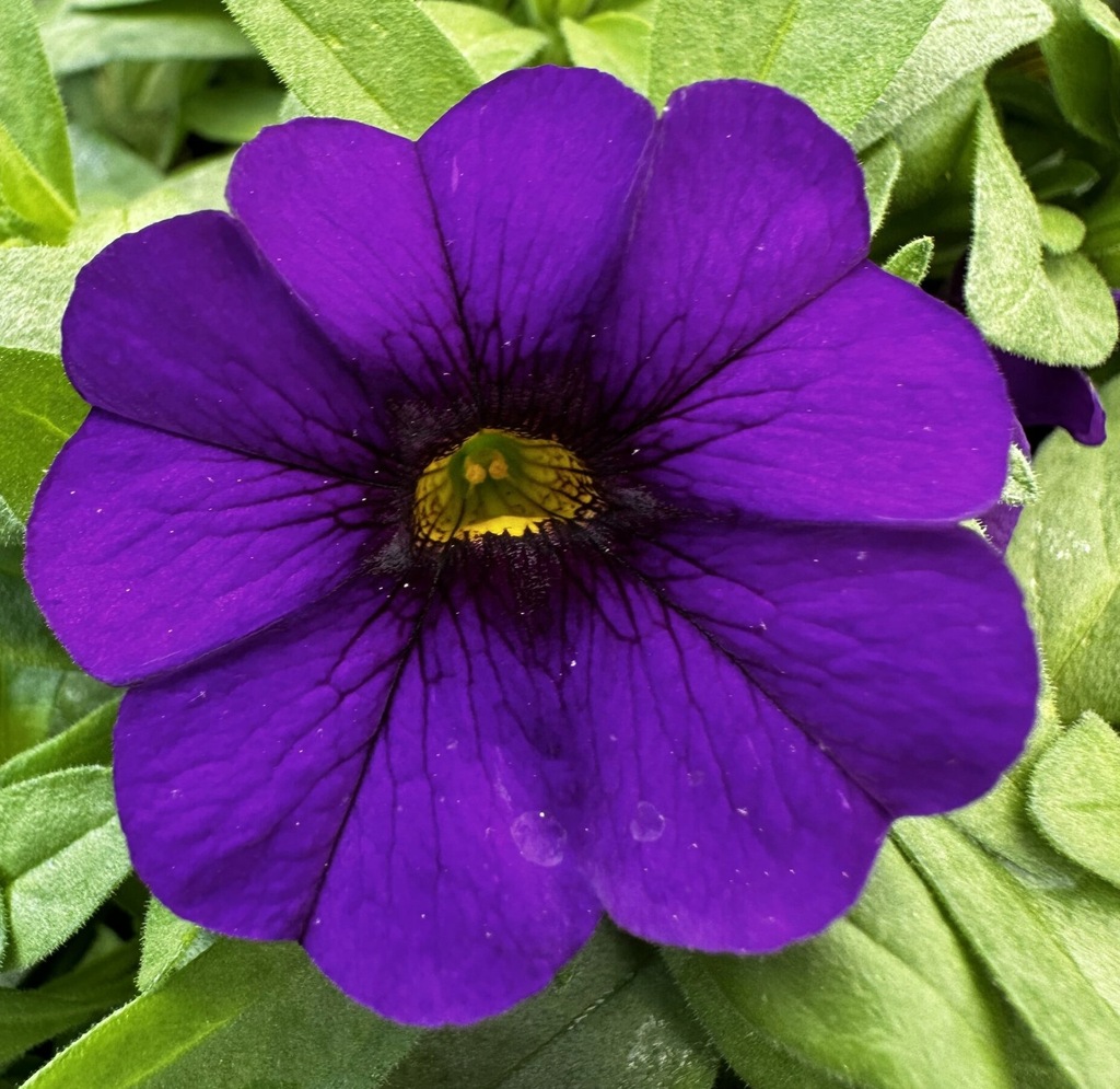 Mini Surfinia, Calibrachoa 02 - 15122470048 - oficjalne archiwum Allegro