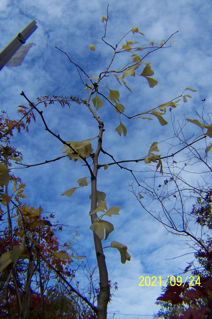 Miłorząb żółty jesienią kolumnowy szczepiony inny - 11318375319 ...