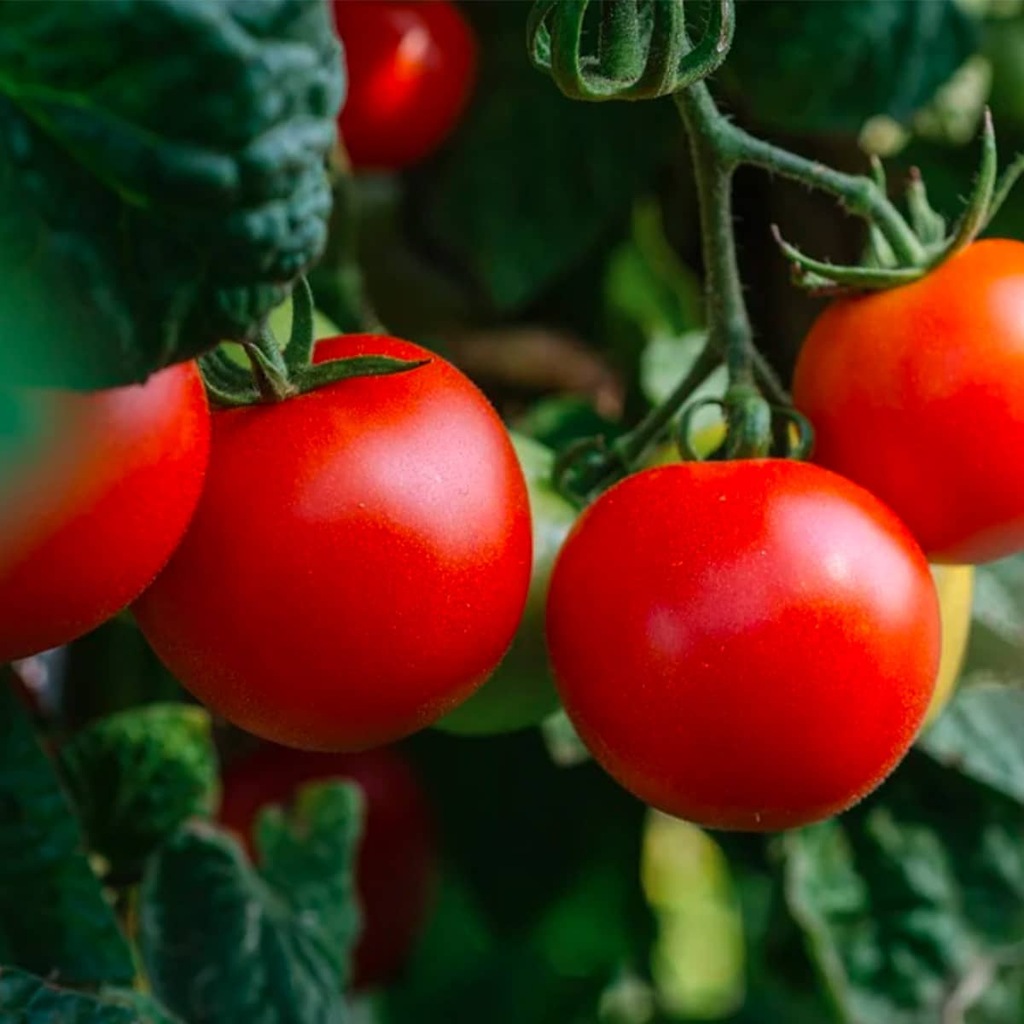 Pomidor szklarniowy Malinowy Pink King Mieszaniec - 11391023159 - oficjalne archiwum Allegro