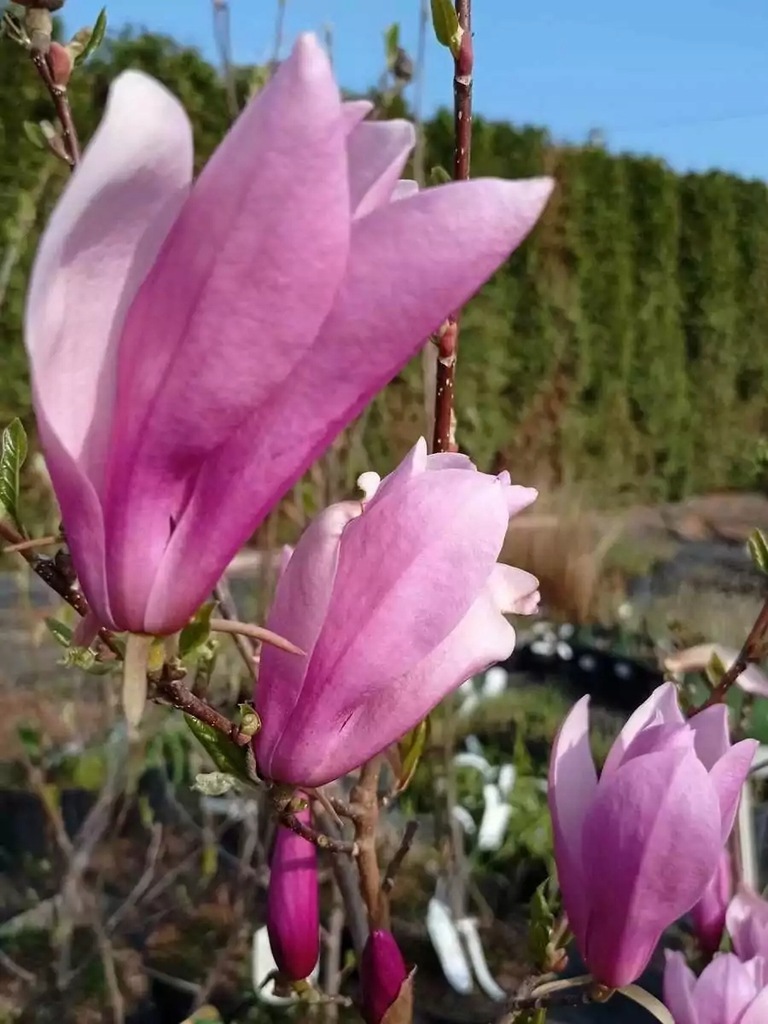 Magnolia ANN - 13125457387 - oficjalne archiwum Allegro