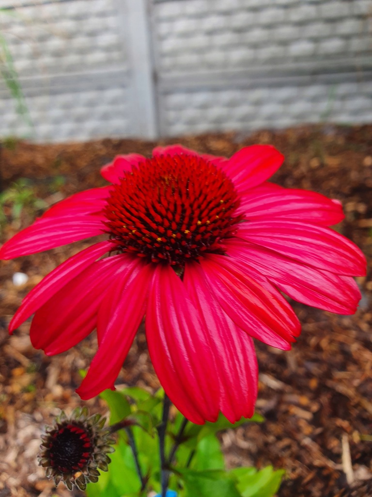 Jeżówka Echinacea SUNSEEKERS RED sadzonka C2 - 12228131933 - oficjalne ...