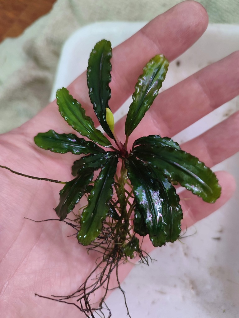 Bucephalandra Green Velvet wielka sadzonka - 11766124872 - oficjalne ...