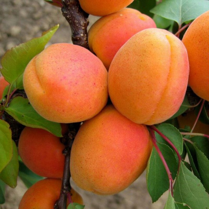 Morela SIRENA mrozoodporna OGROMNY OWOC - 11234203690 - oficjalne ...