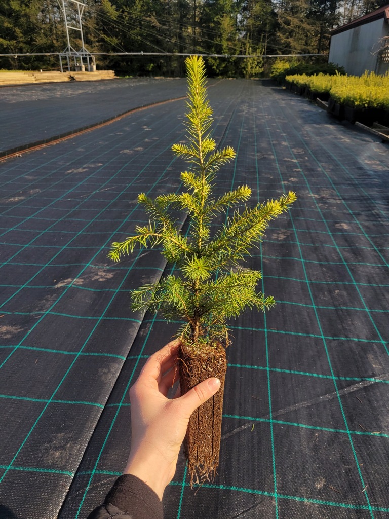 Świerk serbski sadzonka z multiplatów - 50 sztuk - 13629321799 ...