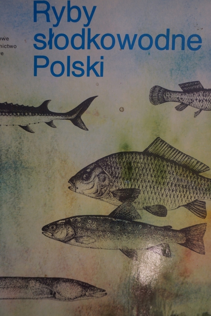 RYBY SŁODKOWODNE POLSKI - 13497782652 - oficjalne archiwum Allegro