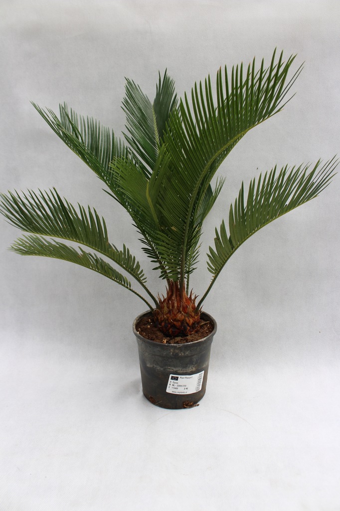 PALMA CYCAS CYKAS REVOLUTA SAGOWIEC SUPER HIT!!! - 13080963797 ...