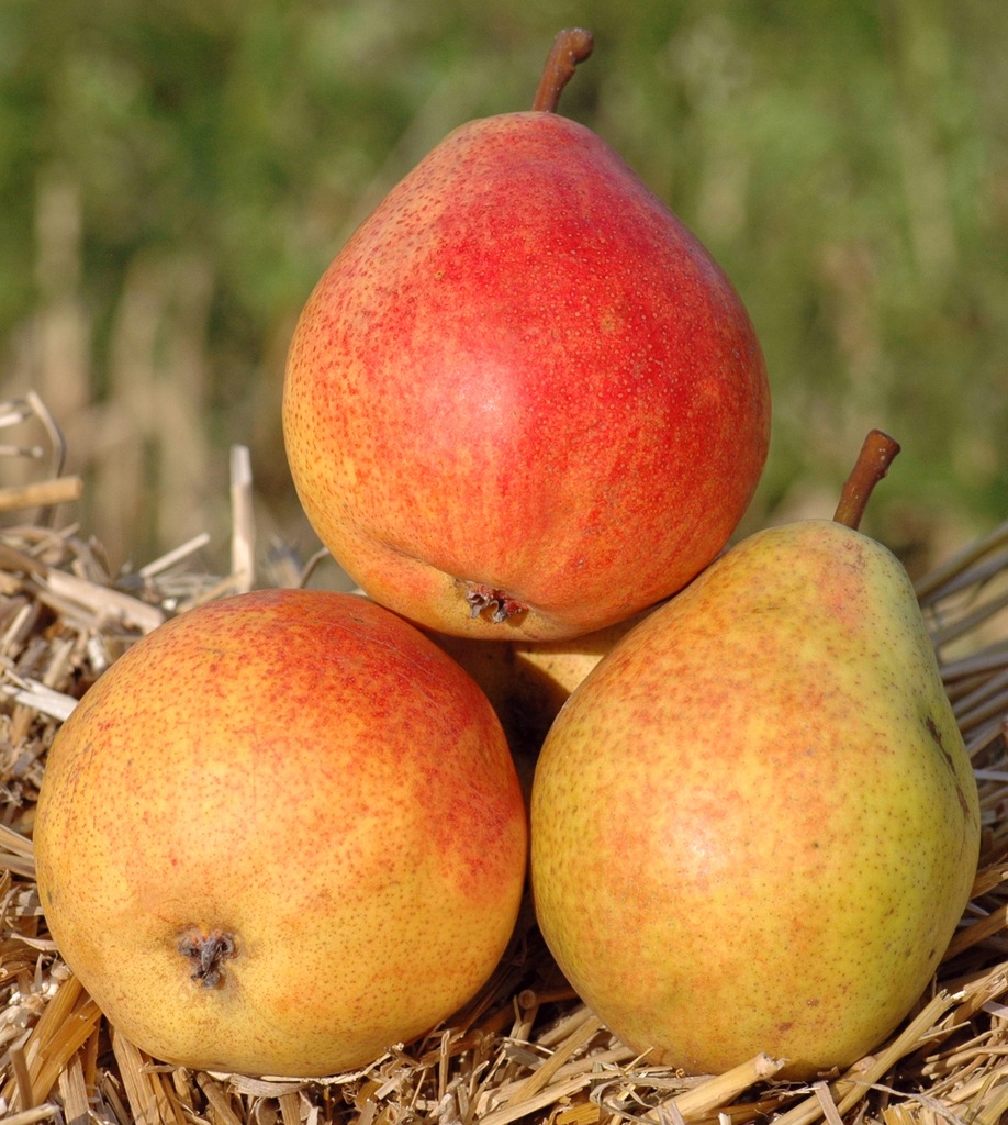 GRUSZA KLAPSA SZCZEPY ZE STARYCH DRZEW WYBÓR EKSTR - 12222361149 ...