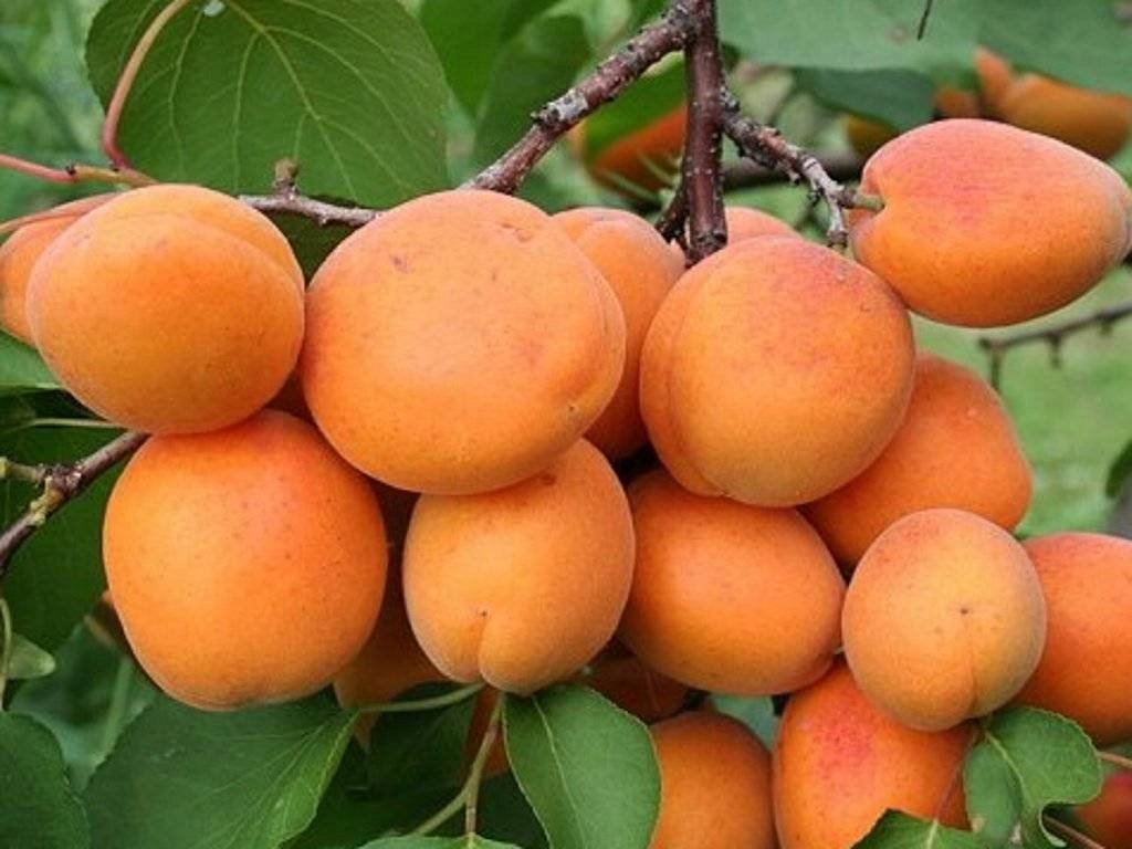 Morela MROZOODPORNA PLENNA SMACZNA drzewko owocowe - 12682575790 ...