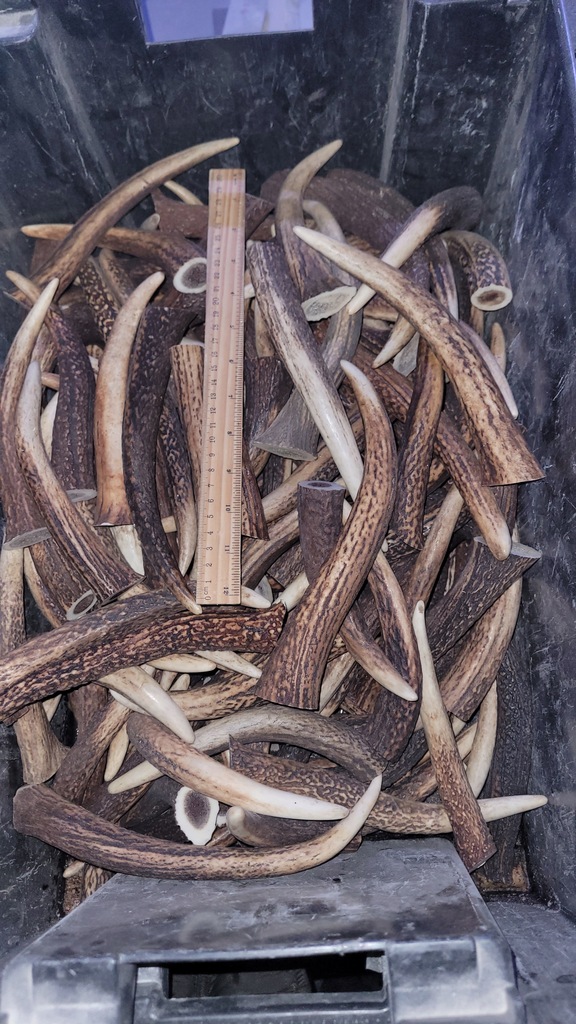 poroze jelenia noz psa rogi nożyk róg poroża 20cm - 13550903971 ...