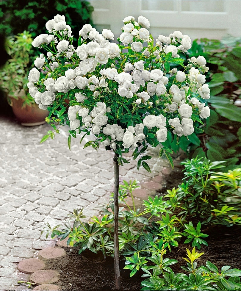 Róża Pienna biała do donicy 700 - 12560706383 - oficjalne archiwum Allegro