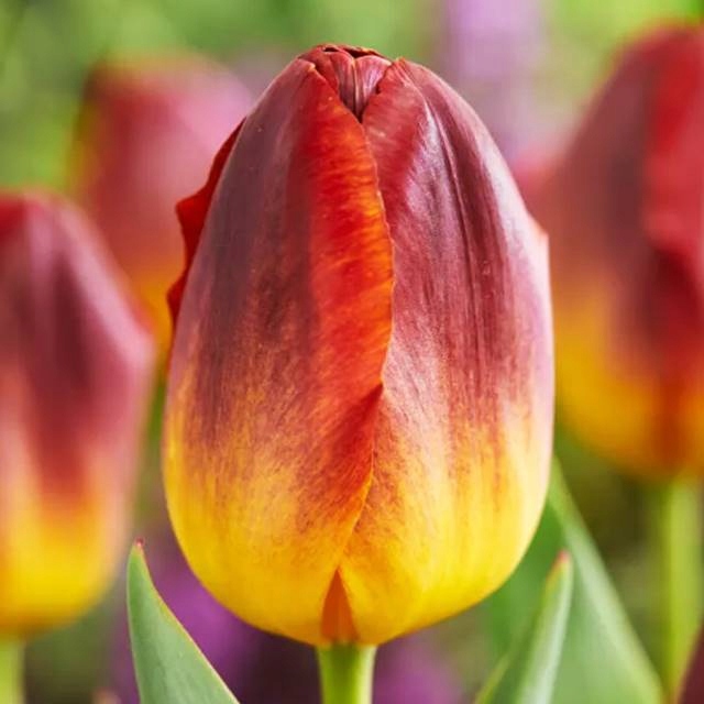 Tulipan Triumph Amberglow 5 szt. - 14236687189 - oficjalne archiwum Allegro