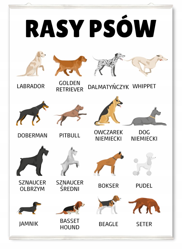 Super plakat z rasami psów na ścianę rasy psów psy - 13775451872 - oficjalne archiwum Allegro