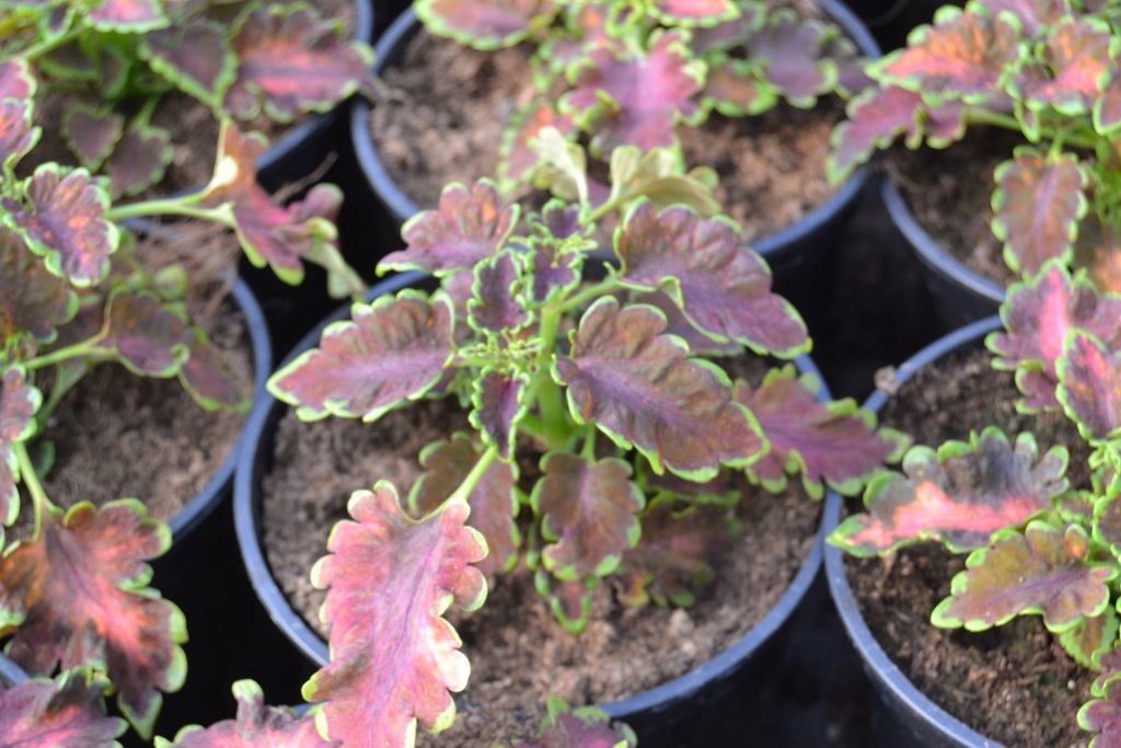 Roślina Koleus Coleus Copper sadzonka - 7988959813 - oficjalne archiwum ...