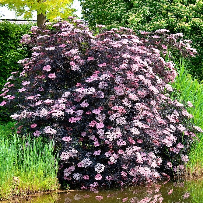 Bez Czarny Pięknie Kwitnący Różowy Sadzonki P15 - 14137634439 ...