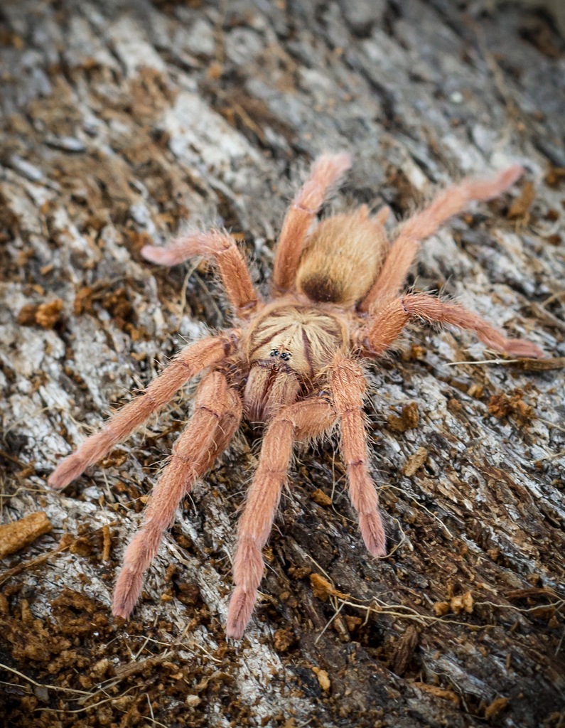 Neoholothele incei GOLD L5/6 (SpidersFactory) - 14351228696 - oficjalne ...