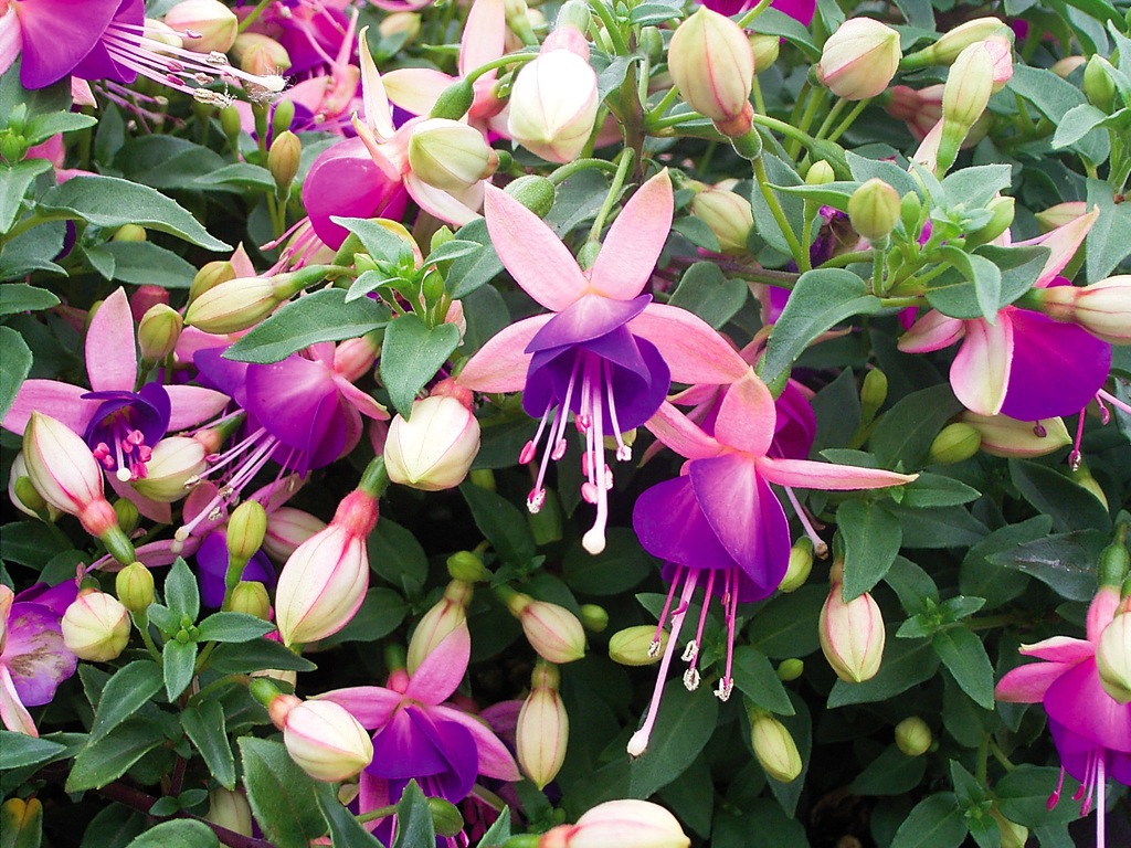 Fuksja Fuchsia Lambada SADZONKA - 13611164075 - oficjalne archiwum Allegro