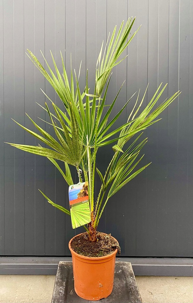 Palma Karłatka Chamaerops Humilis Mrozoodporna DUŻA DO DOMU LUB OGRODU ...