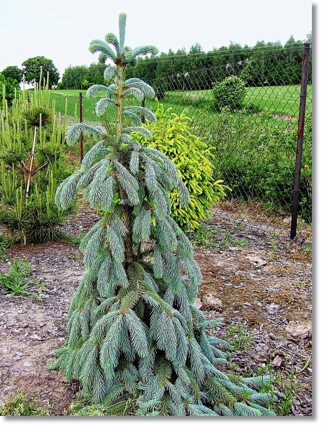 Picea engelmannii 'Pendula' - Unikat !!! - 13624268868 - oficjalne archiwum Allegro