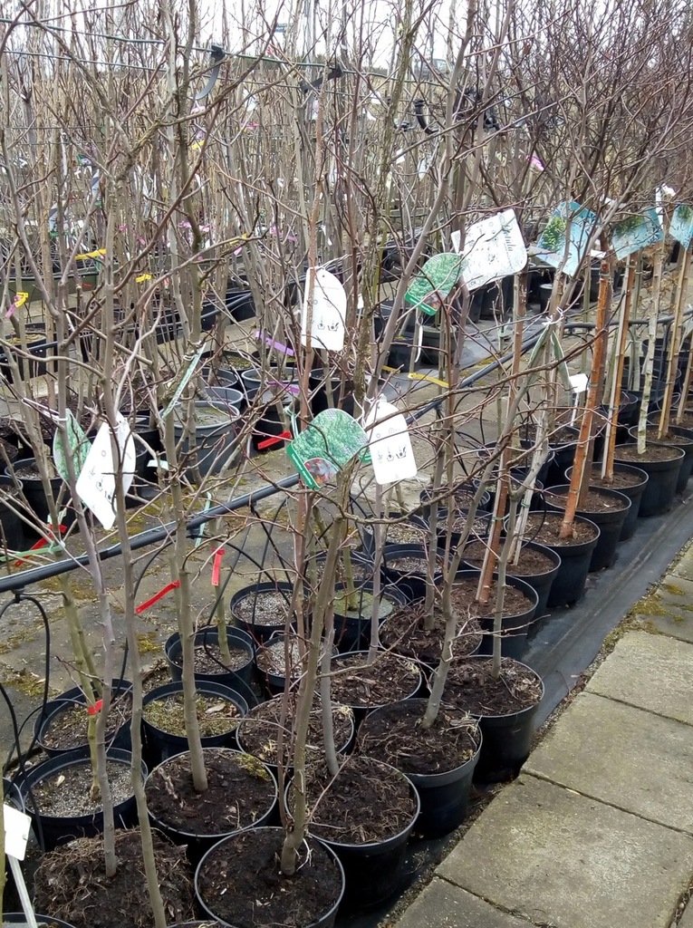 Ambrowiec balsamiczny amerykański Liquidambar - 8006960672 - oficjalne ...