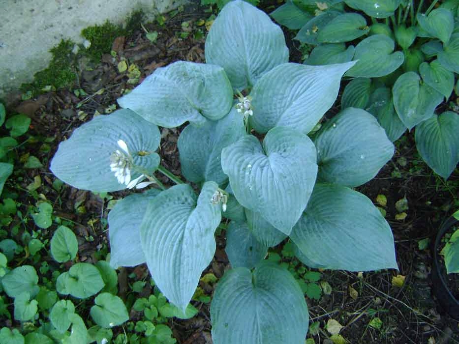 HOSTA FUNKIA BLUE MAMMOTH 1 SZT. - olbrzymia - - 11856170470 ...