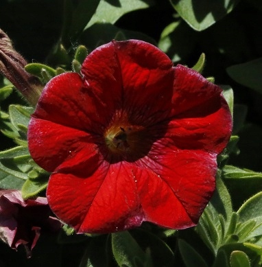 Petunia ZWISAJĄCA Capella Ruby Red - 14347699411 - oficjalne archiwum ...