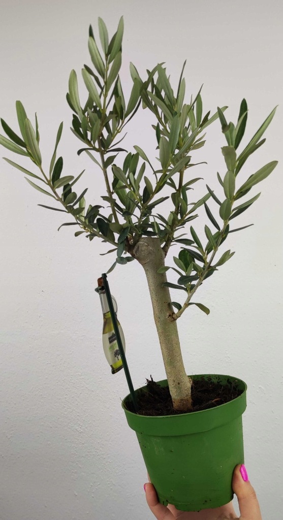 Olea europaea Oliwka Europejska 35-40 cm - 13962074205 - oficjalne ...