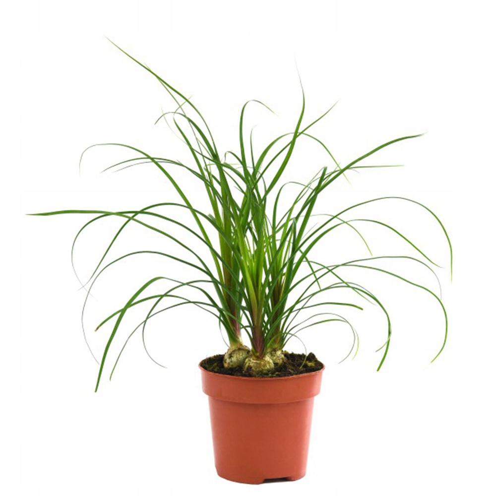 Beukarnea wygięta Nolina Noga Słonia 30 cm - 13335571975 - oficjalne ...