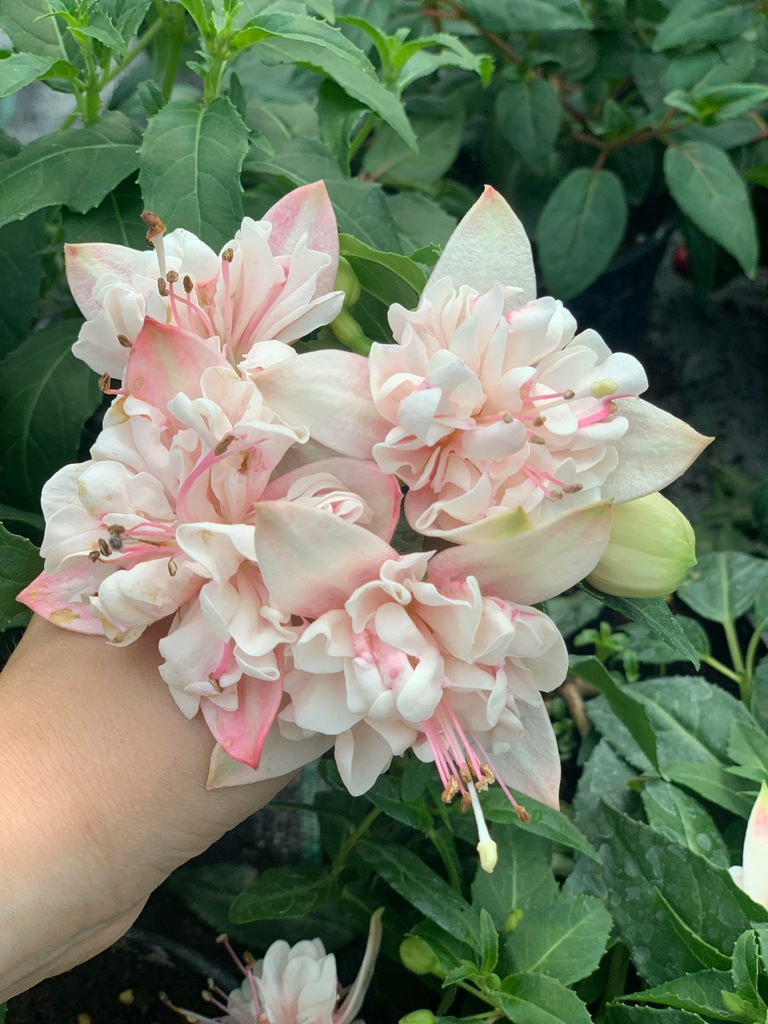 Fuksja stojąca z ciemnym liściem DUŻA sadzonka - 12244968842 ...