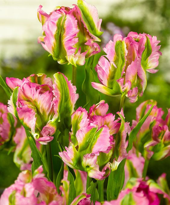 TULIPAN ZIELONY RÓŻ PARROT GREEN WAVE 1 ceb. - 12467011276 - oficjalne ...