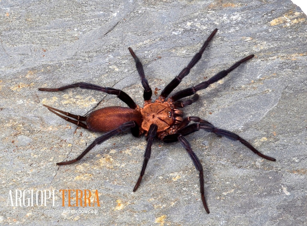 Linothele sericata (ex. megatheloides) L3 - 13121380655 - oficjalne ...