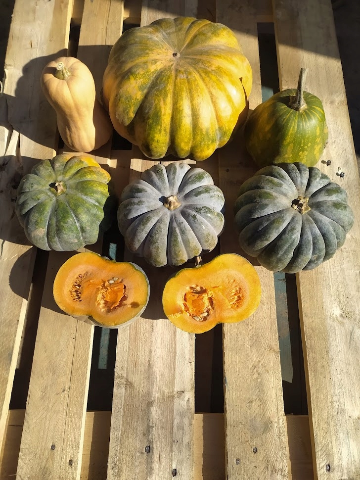 Dynia Mały Muskat sadzonka w doniczce P9! - 15151591881 - oficjalne ...