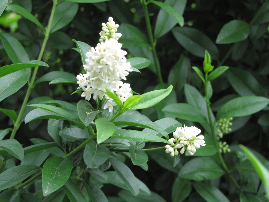 Ligustr pospolity (Ligustrum vulgare) - sadzonki - 13454804813 ...