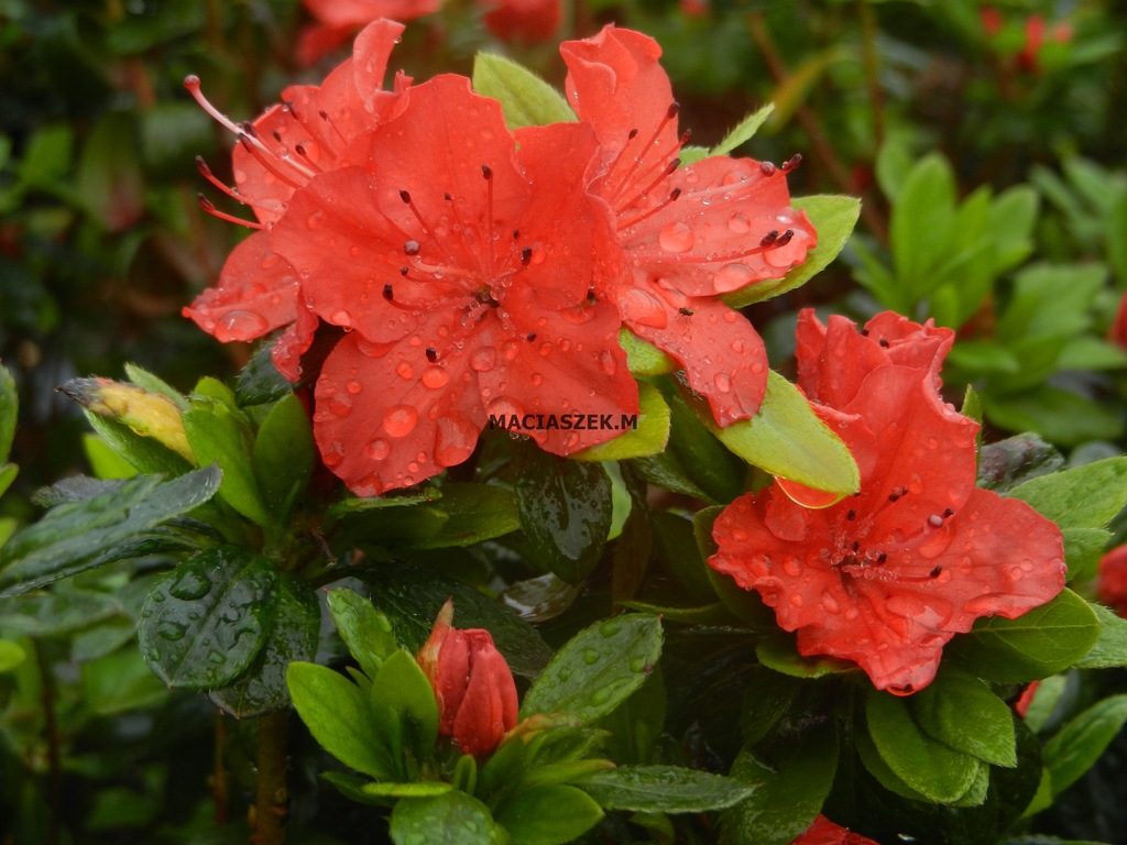 K3 AZALIA JAPOŃSKA ORANGE BEAUTY P-9 CZANIEC - 14023601553 - oficjalne ...