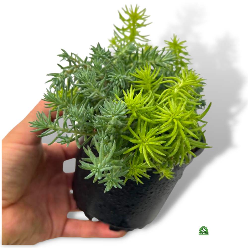 ROZCHODNIK LEMON-BLUE Sedum reflexum - 14577928856 - oficjalne archiwum ...