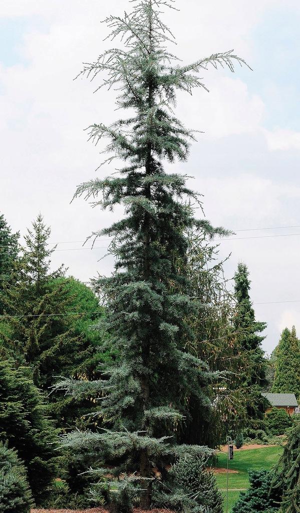 Cedr himalajski cedrus deodora Karl Fuchs - 12677694011 - oficjalne ...