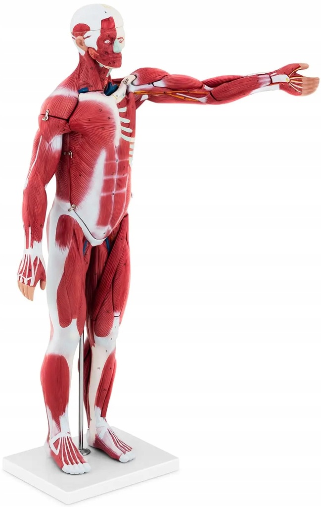 Ciało człowieka - 76 cm - model anatomiczny PHYSA PHY-BM-5 10040349 - 16161333100 - oficjalne ...