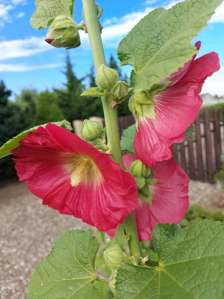 MALWA FIGOWA czerwona krzaczasta bylina nasiona - 11571972451 ...