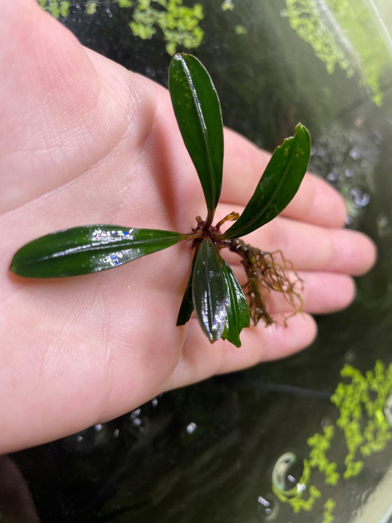 Bucephalandra Paris Sp Rarytas - 11909165993 - oficjalne archiwum Allegro