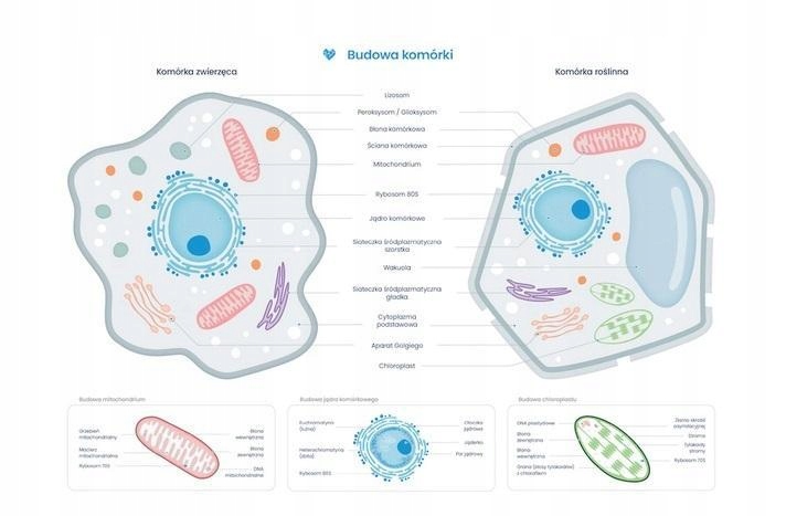 PLAKAT SCHEMAT BUDOWY KOMÓRKI ZWIERZĘCEJ I ROŚLIN. - 12643753922 ...